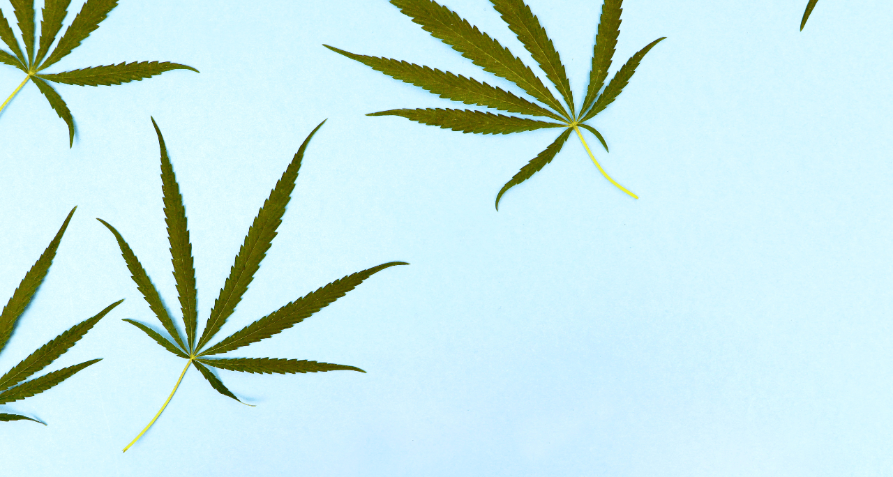CBD Isolate vs Full-Spectrum CBD: Comparison Guide | NextEvo Naturals